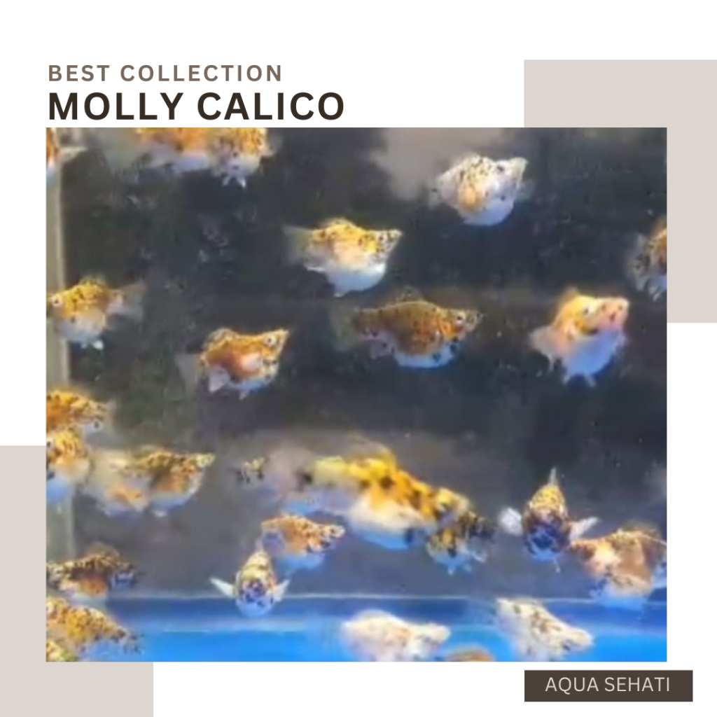 Jual ikan molly moli calico / Molly Calico Tiga Warna Ikan Hias KALIKO ...