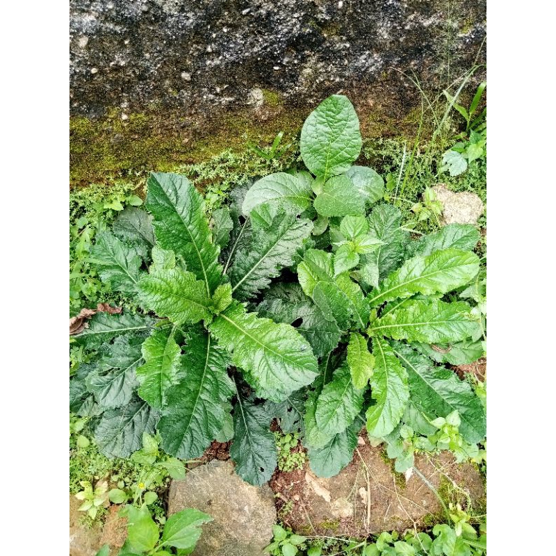 Jual pohon tapak Liman tanaman herbal | Shopee Indonesia