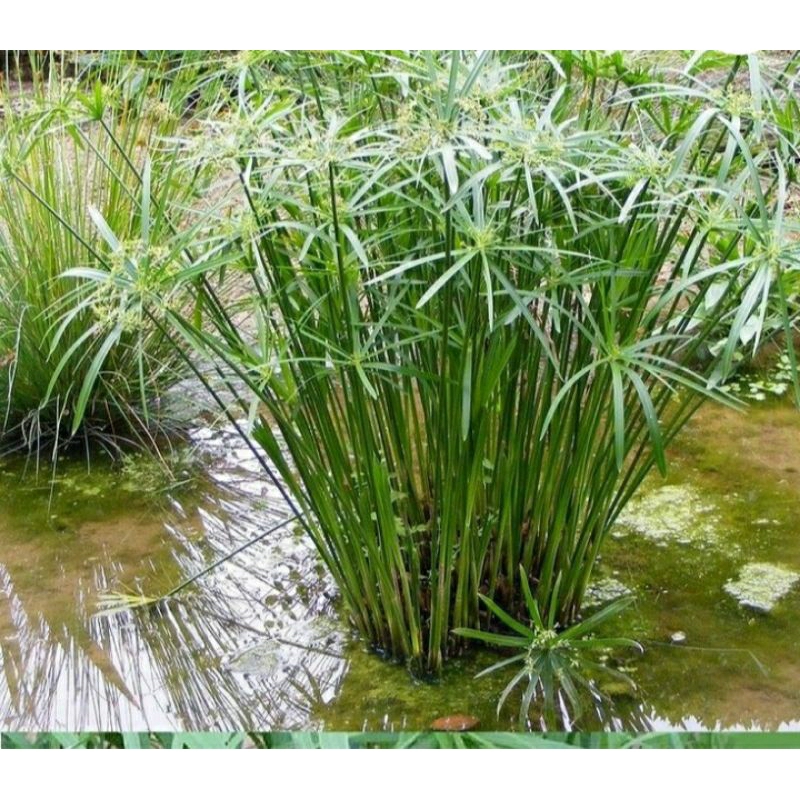 Jual rumput payung, dekorasi taman dan kolam (cyperus alternifolius ...