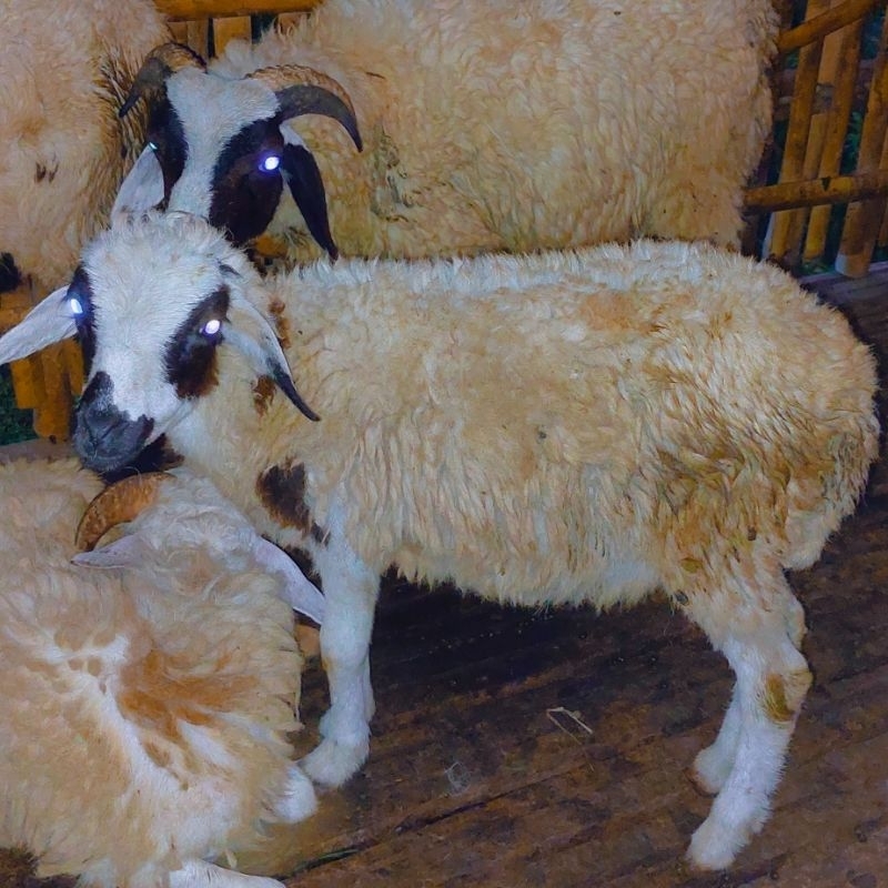 Jual Domba Jantan lokal 4 bulanan | Shopee Indonesia