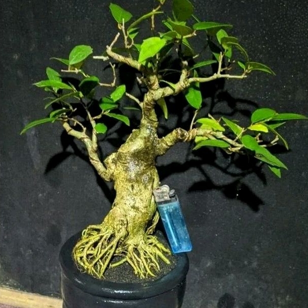 Jual bonsai ficusamplas putih / ficus ampelas putih sesuai gambar + potnya | Shopee Indonesia