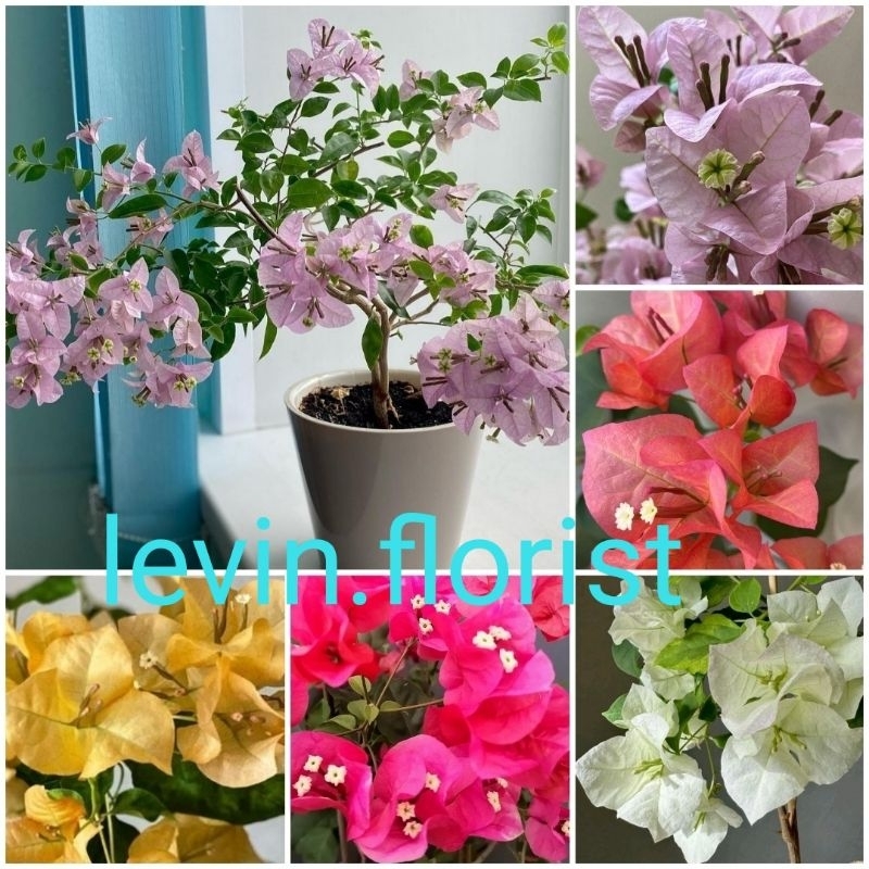 Jual Bougainvillea spectabilis /bugenvil glabra bibit tanaman hias ...