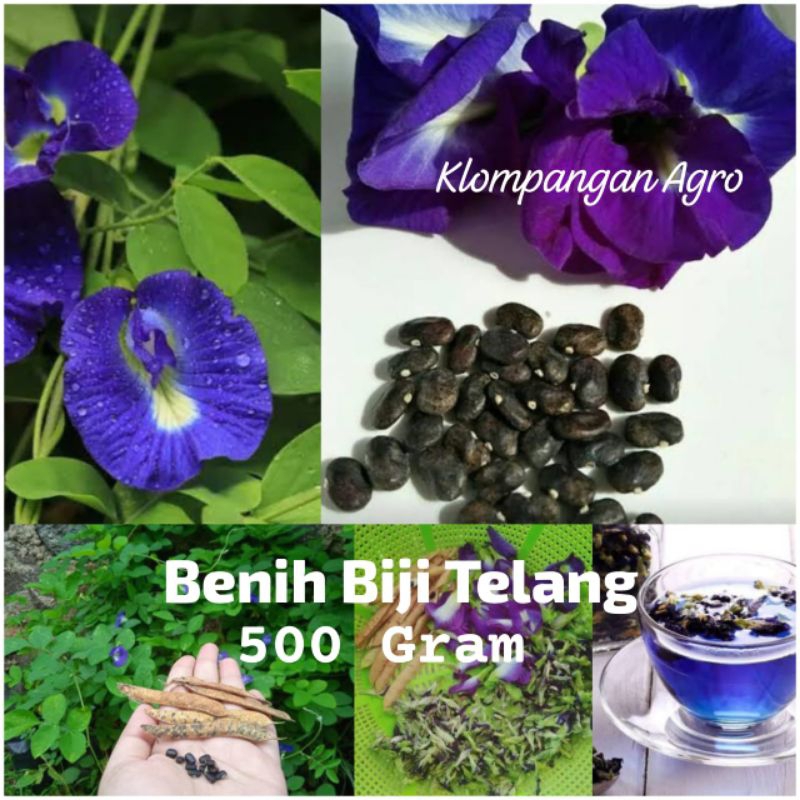 Jual Benih Biji Bunga Telang 500 gram | Shopee Indonesia