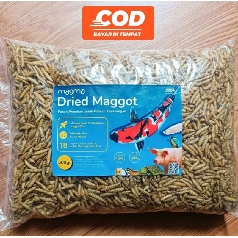 Jual Dried Maggot Magot BSF Kering 1kg Premium Grade A+ Pakan Ikan Koi ...