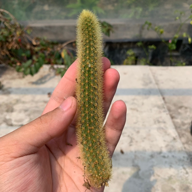 Jual Kaktus Ekor Tupai kuning | Shopee Indonesia