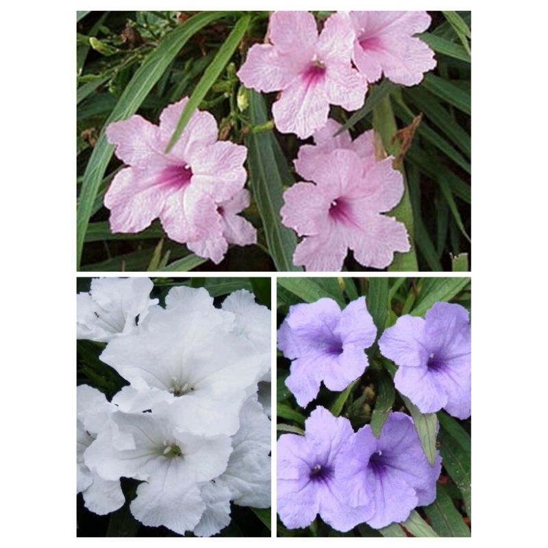 Jual Tanaman Hias Bunga Ruellia/Rowlia/Kencana Ungu | Shopee Indonesia