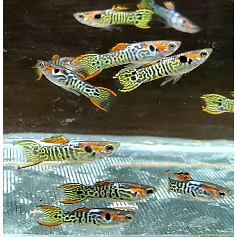 Jual ikan hias guppy mini tiger hiasan aquarium,kolam dan aquascape sepasang jantan betina ...