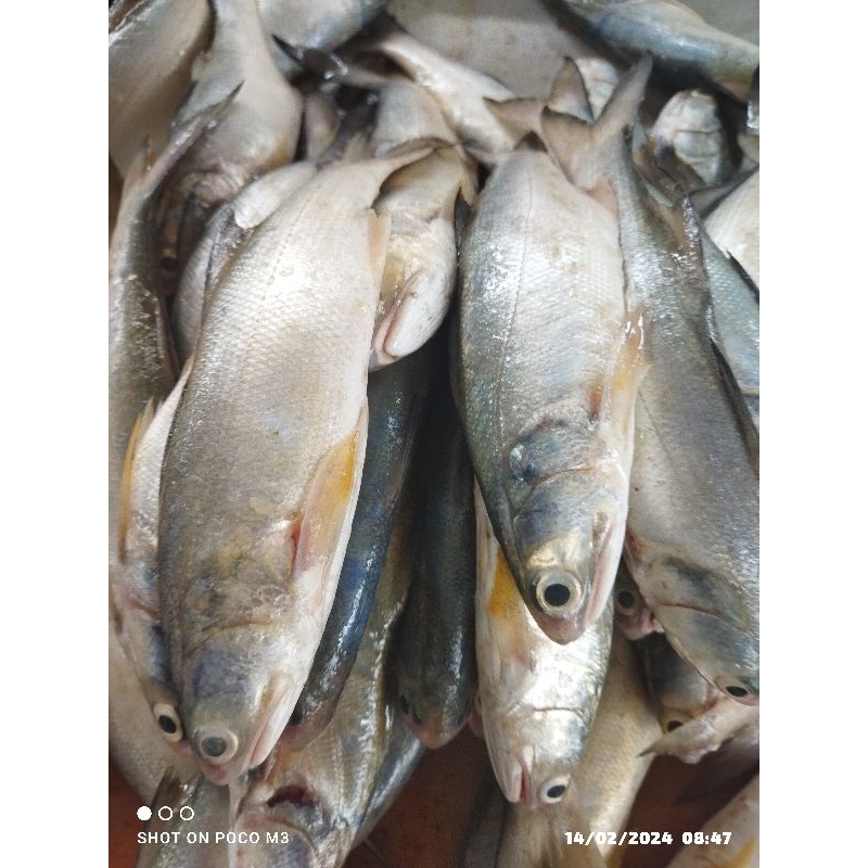 Jual Ikan senangin Fresh 500g | Shopee Indonesia