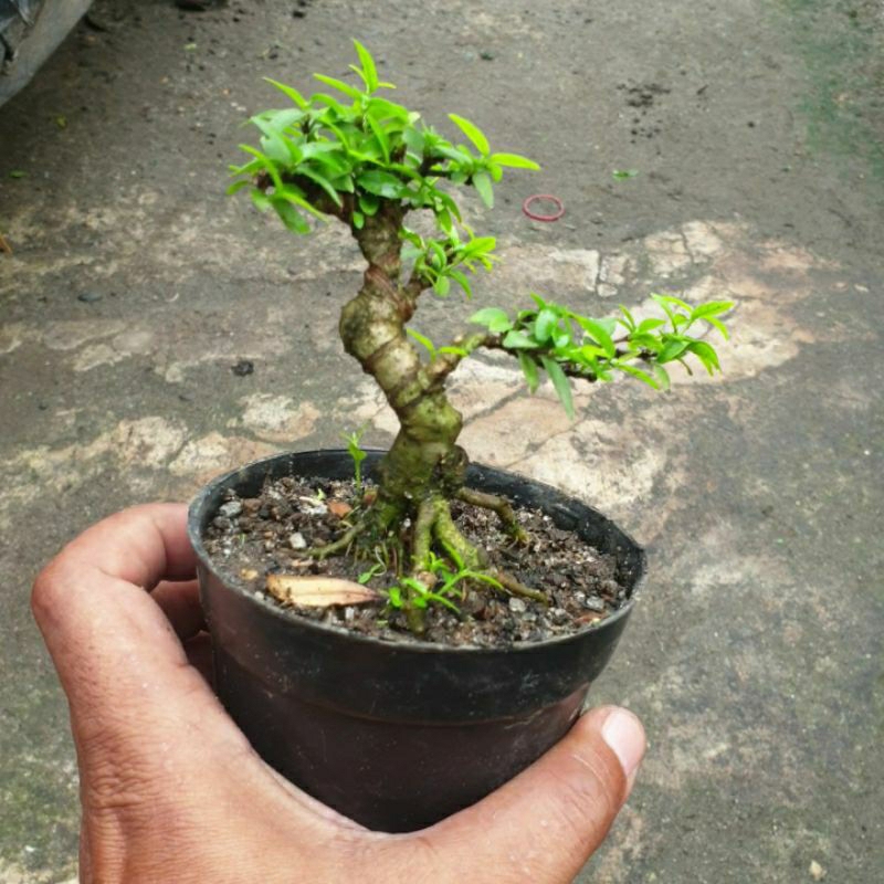 Jual bonsai anting putri mikro mini siap panjang | Shopee Indonesia