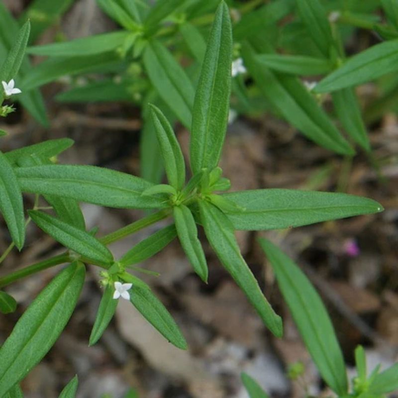 Jual daun RUMPUT MUTIARA SEGAR 100g | Shopee Indonesia