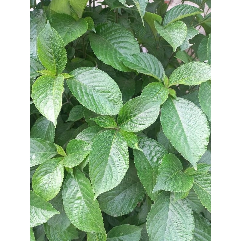 Jual 100 LEMBAR DAUN PECAH BELING/KEJI BELING SEGAR PRESS PETIK ...