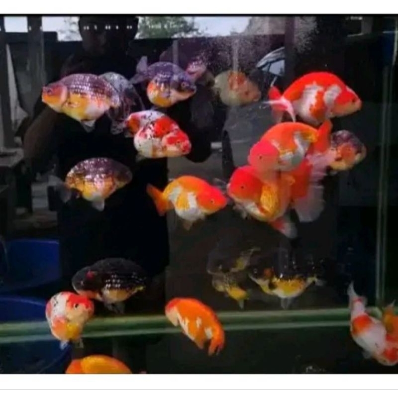 Jual rancu koki rancu rancu hiyasan new akuarium | Shopee Indonesia