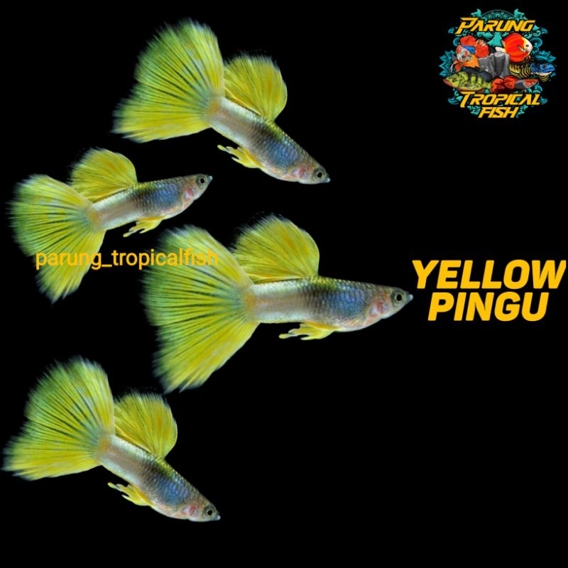 Jual Yellow Pingu | Shopee Indonesia