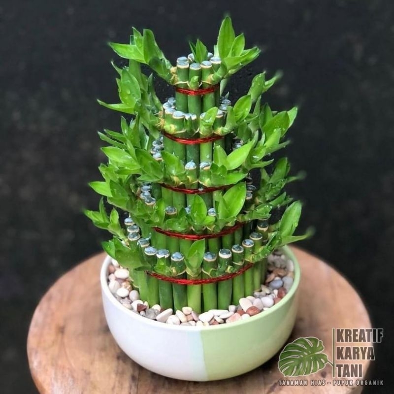 Jual Tanaman hias bambu hoki 5 susun - Bambu hoki 5 tingkat tanaman ...