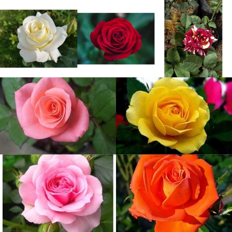 Jual Paket 7 Bunga Mawar Cantik Lengkap Warnanya Sudah Berbunga ...