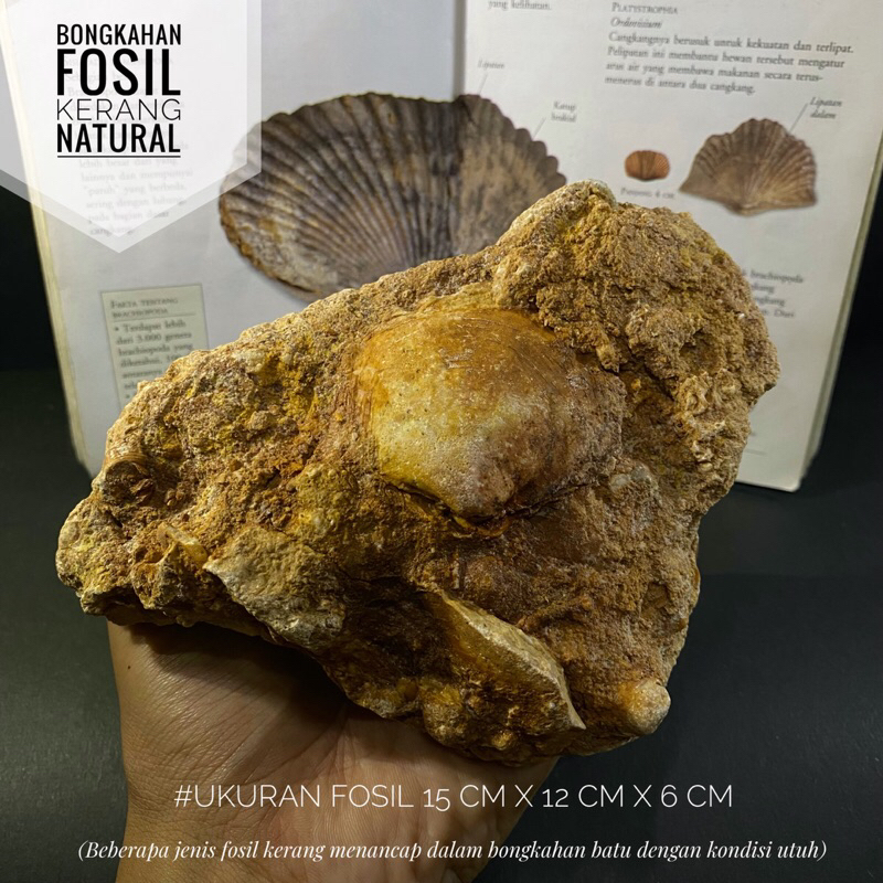 Jual Bongkahan Fosil Kerang Natural A4 atau Fosil Bivalvia atau Fossil ...