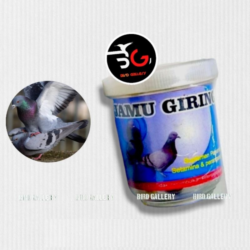 Jual JAMU GIRING MERPATI AZZAMNIAGA JAMU MERPATI KEKET | Shopee Indonesia