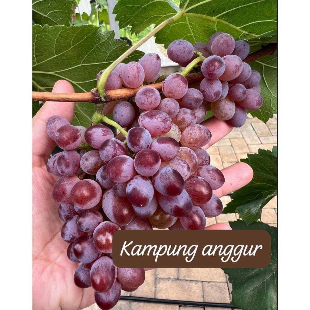 Jual BIBIT ANGGUR IMPORT JUPITER SEEDLESS (hasil stek grafting) bibit ... Jual BIBIT ANGGUR IMPORT JUPITER SEEDLESS (hasil stek grafting) bibit ...