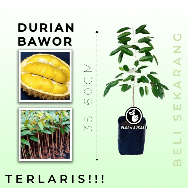 Jual BIBIT TANAMAN DURIAN BAWOR / BIBIT POHON BAWOR / DURIAN BAWOR 1 KAKI | Shopee Indonesia