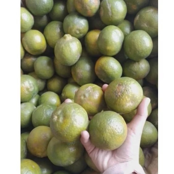 Jual Jeruk Keprok Batu/ Jeruk 55 (1kg) Khusus Instant | Shopee Indonesia