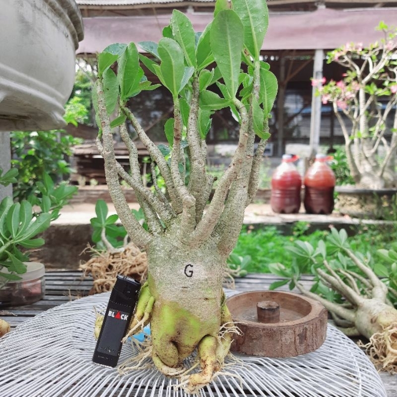 Jual Adenium Godji | Size Big | Shopee Indonesia