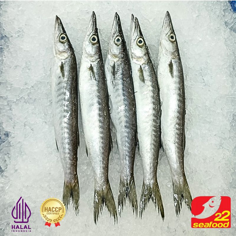 Jual Ikan Alu-Alu 500gr / Barracuda / Seafood 22 | Shopee Indonesia
