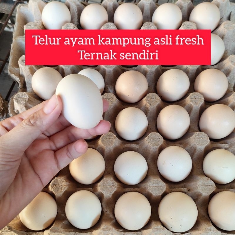 Jual Telur ayam kampung asli telur fresh DIJAMIN ASLI KAMPUNG HARGA PER ...
