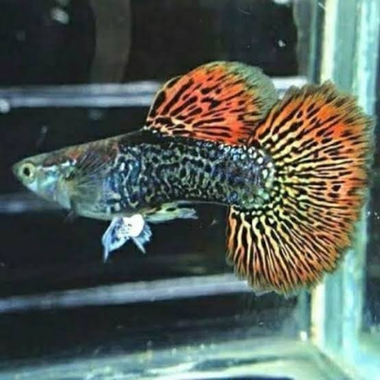 Jual Ikan Guppy Dragon | Ikan Hias Air Tawar Akuarium | Shopee Indonesia