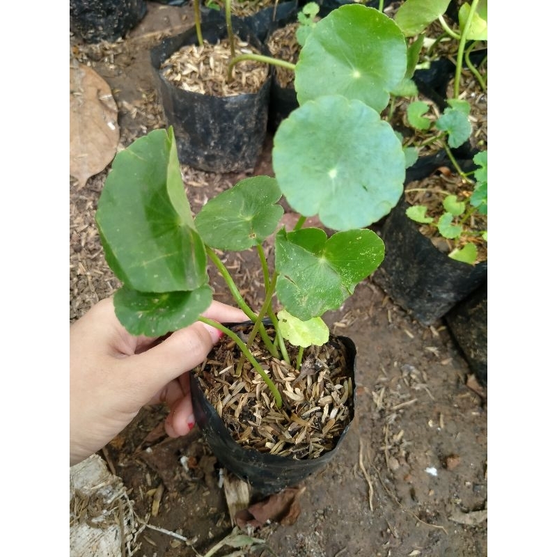 Jual pegagan air pegagan melayu / pegagan malaysia | Shopee Indonesia
