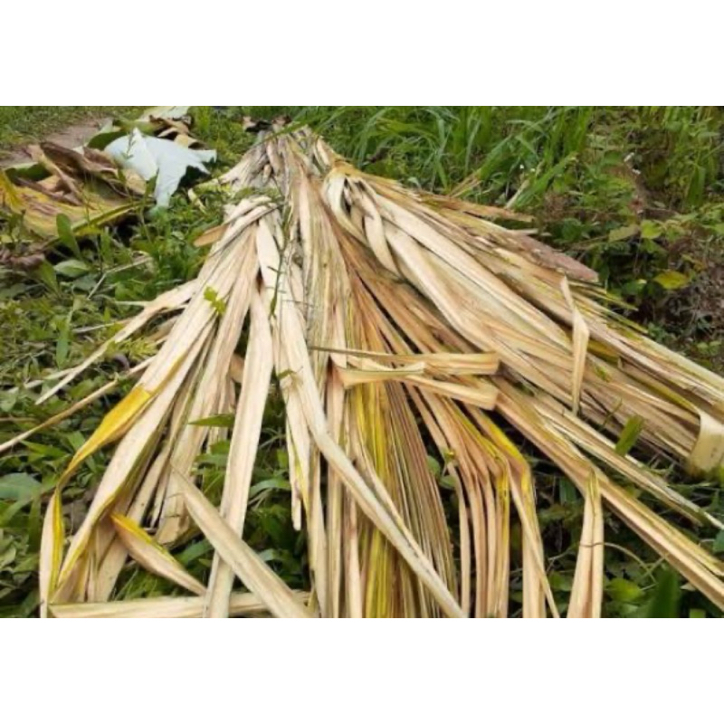 Jual Daun aren muda segar petik langsung 25 batang | Shopee Indonesia