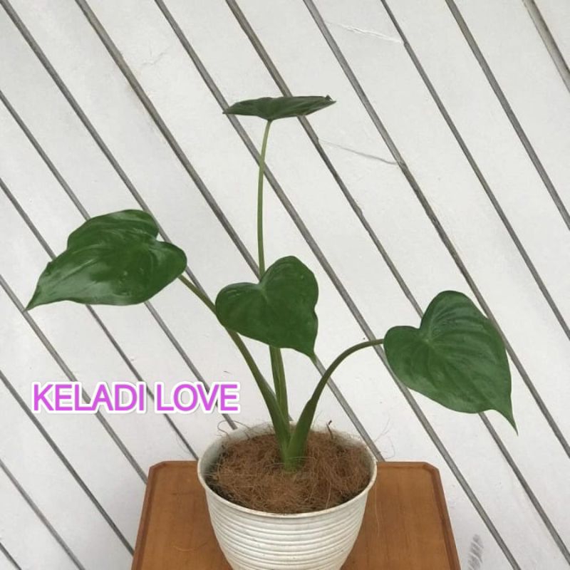 Jual TANAMAN LOVE DAUN TAPAK BUDHA CUCULATA | Shopee Indonesia