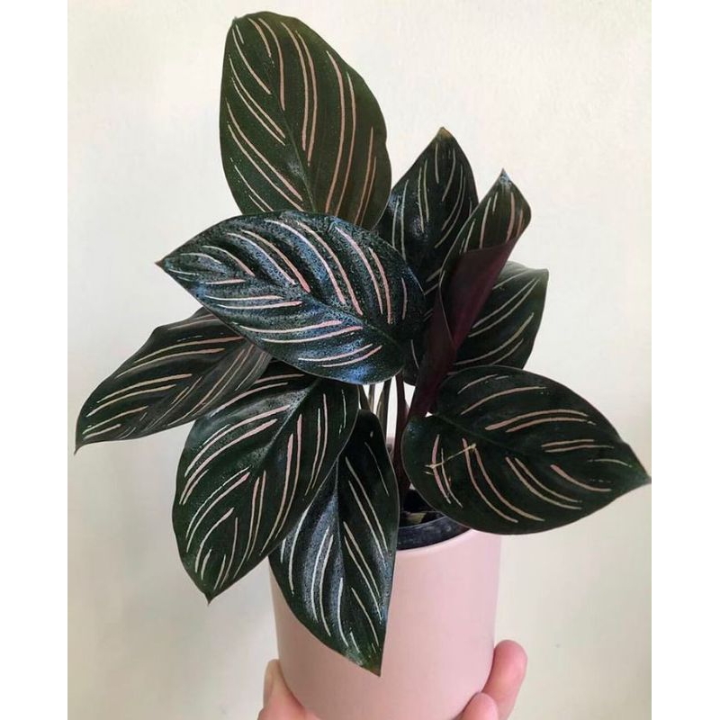 Jual Tanaman hias Calathea Ornata / Pinstripe Plant / Meranti Garis ...