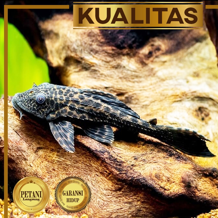 Jual Pleco Hitam 5 cm+ Ikan Hias Aquarium Aquascape Sapu Sapu Tanaman ...