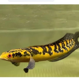 Jual Ikan Cana Terlengkap & Harga Terbaru Desember 2025 | Shopee Indonesia