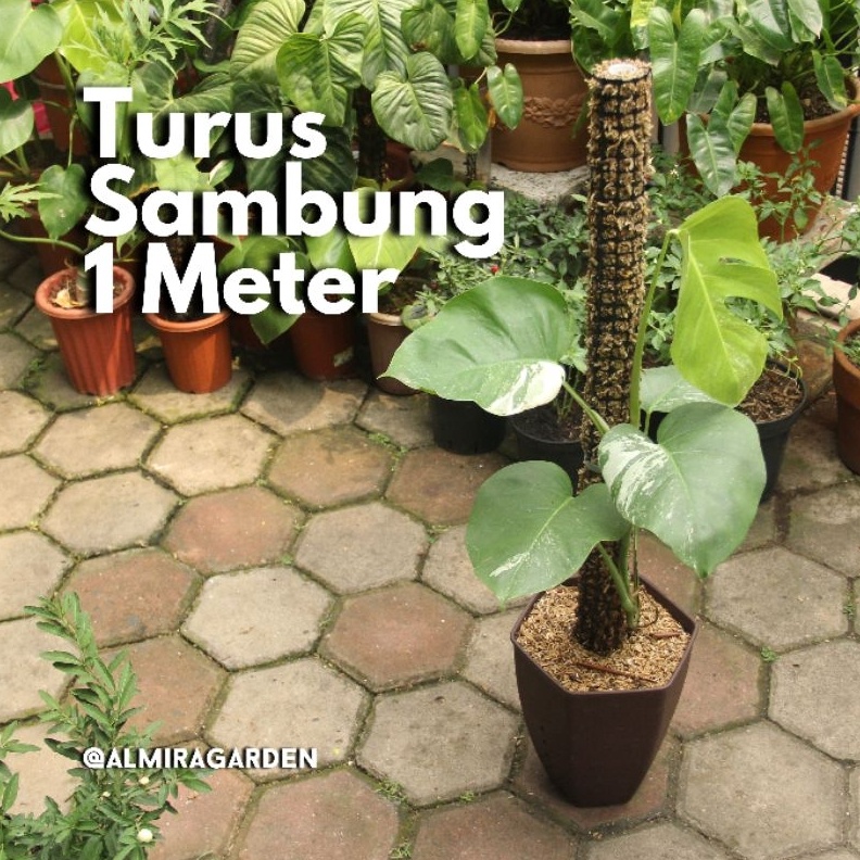 Jual Turus Lumut Sambung 1Meter Moss Pole Tiang Penyangga Tanaman ...