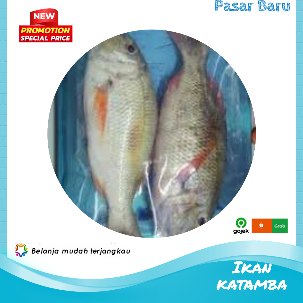 Jual Ikan Katamba • Isi 2-3 Tergantung Ukuran Murah | Pasar Baru ...