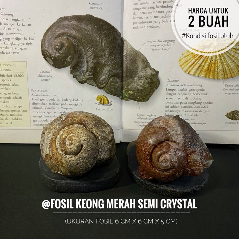 Jual Fosil Keong Merah Natural A40 atau Fossil Gastropoda atau Fosil ...