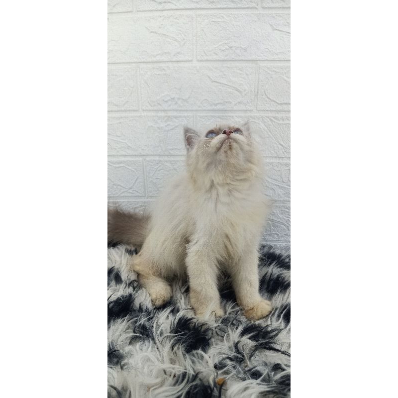 Jual Himalaya ragdoll jantan mata biru 3bln | Shopee Indonesia