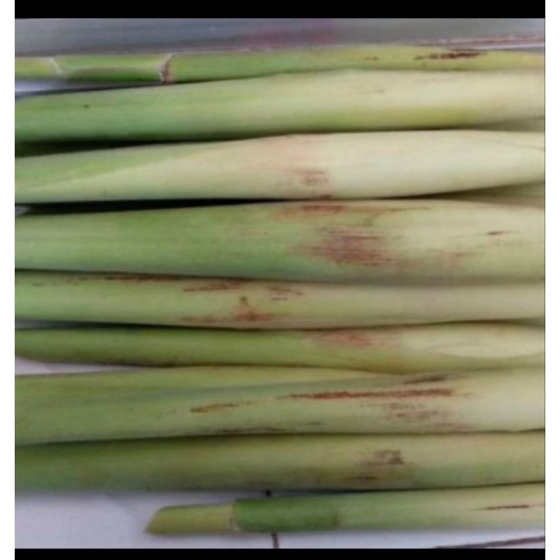 Jual Turubuk Sayur Segar 1kg | Shopee Indonesia