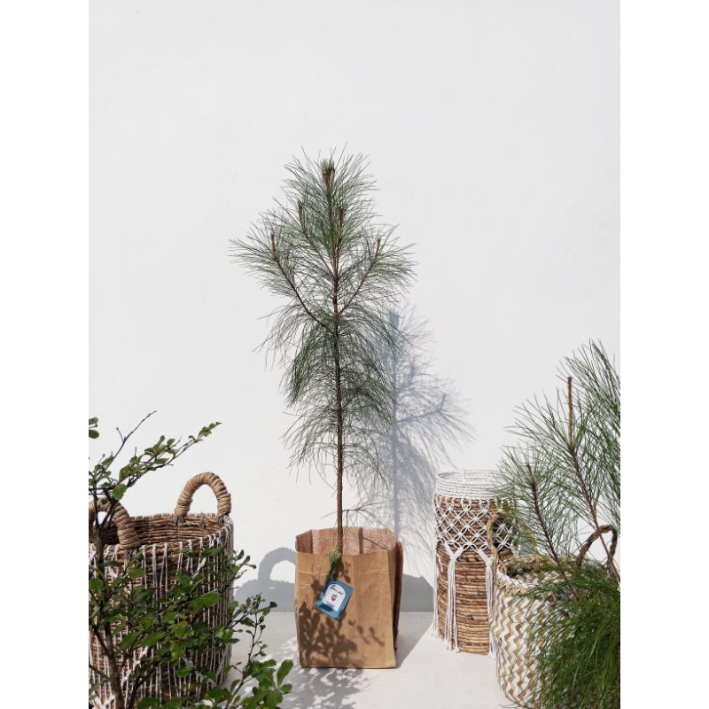 Jual Pinus pine tree with pot basic Tanaman indoor Tanaman Outdoor ...
