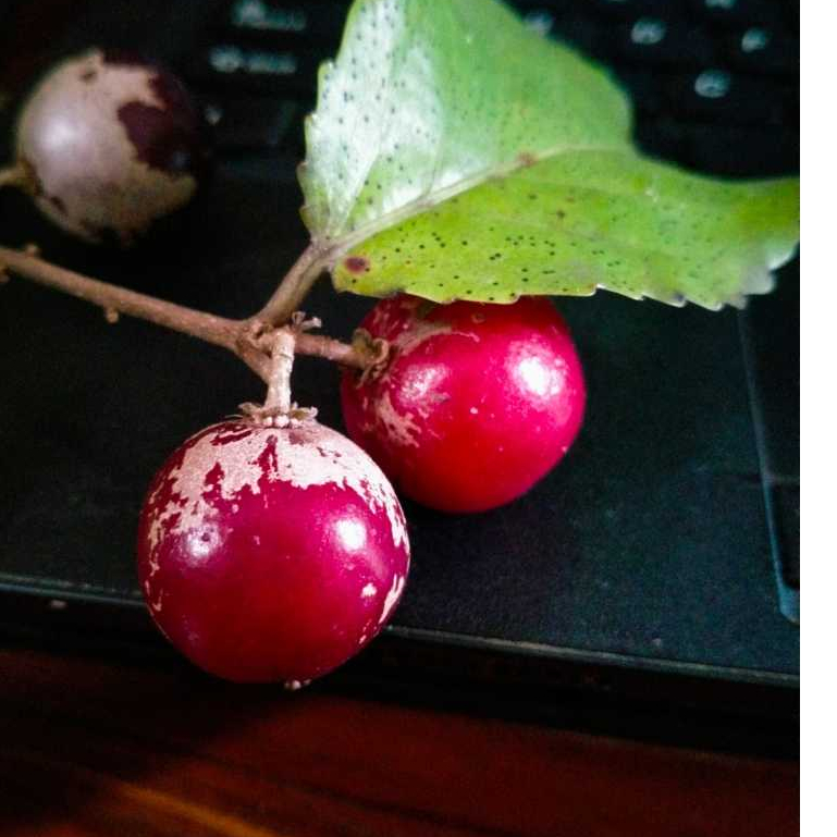 Jual Bibit tanaman Langka buah lobi-lobi / Tomi-tomi / Batoko Plum ...