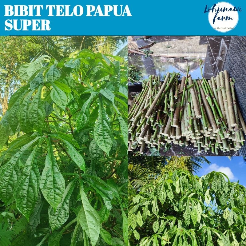 Jual Paket Bibit Singkong Papua (Telo Papua) Kemasan 1 kg All Varian ...