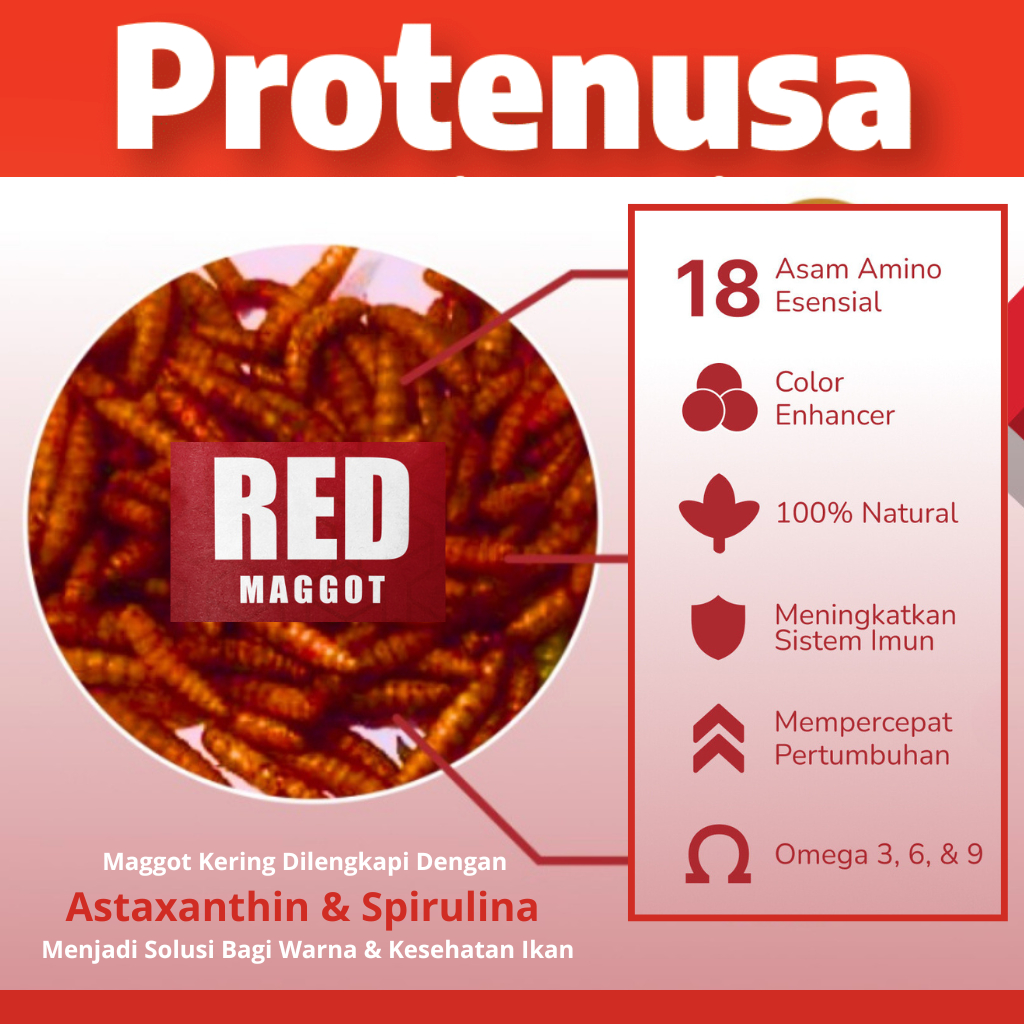 Jual 𝐏𝐑𝐎𝐓𝐄𝐍𝐔𝐒𝐀 𝐑𝐄𝐃 𝐌𝐀𝐆𝐆𝐎𝐓 𝟏𝟎𝟎 𝐆𝐑𝐀𝐌 𝐆𝐑𝐀𝐃𝐄 𝐀+ 𝐏𝐀𝐊𝐀𝐍 𝐈𝐊𝐀𝐍 𝐇𝐈𝐀𝐒 𝐊𝐎𝐈 𝐂𝐇𝐀𝐍𝐀 ...