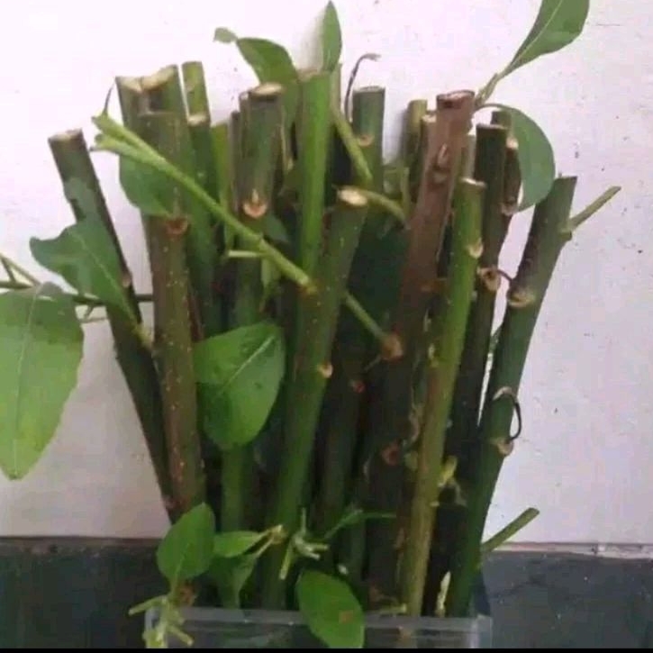 Jual Stek Cutting Batang Afrika Sambung Nyawa paket 5 batang | Shopee ...