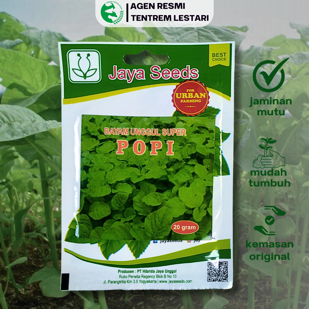 Jual Benih Unggul Bayam Super POPI 20 gram Cap JAYA SEEDS Lebat ...