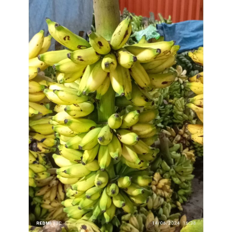 Jual Pisang Muli 1 Tandan Super - Raja Pisang Lampung | Shopee Indonesia