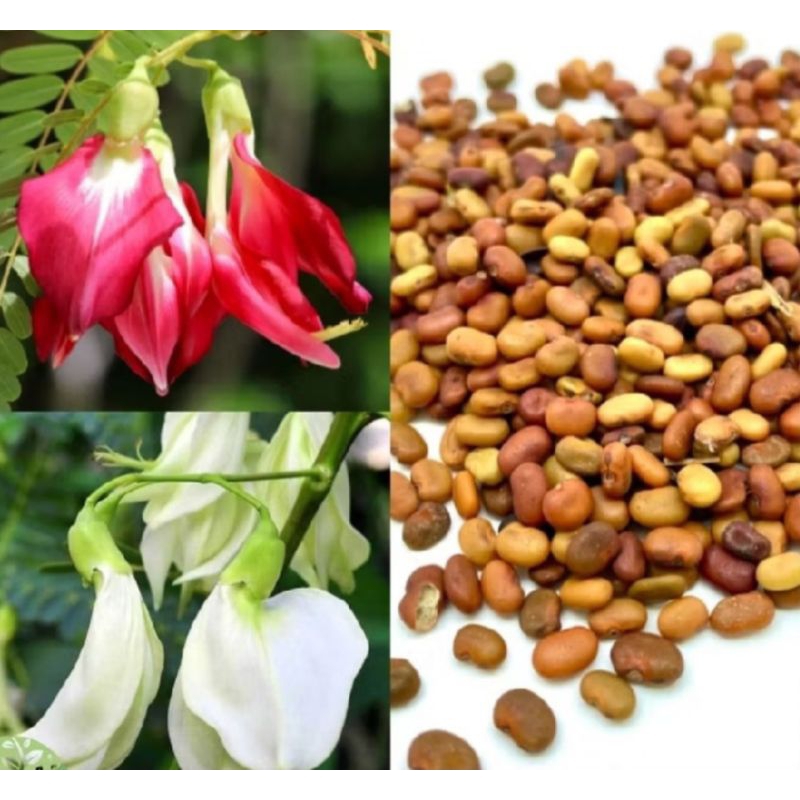 Jual 25 butir biji benih mix turi merah putih (eceran dan grosir ...