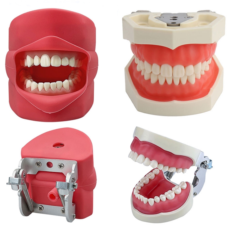 Jual Youya Model Studi Gigi / Phantom Gigi / Dental Model Typodont ...