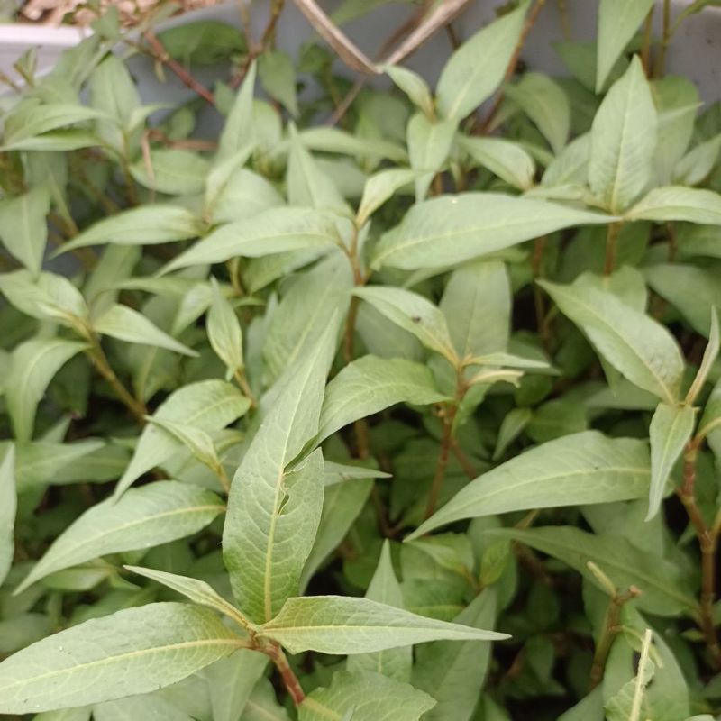 Jual daun kesum segar untuk masak bubur pedas daun laksa | Shopee Indonesia