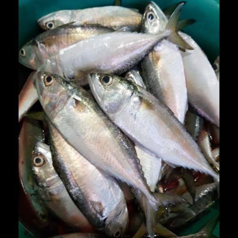 Jual Ikan Gembung/ Kembung Aso (Ikan Segar) | Shopee Indonesia